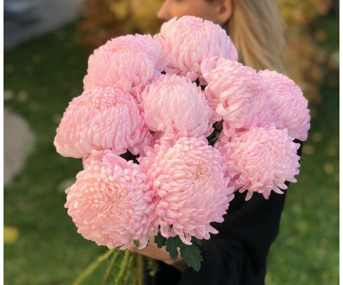 Монобукет из нежных розовых хризантем для любого повода 9 шт