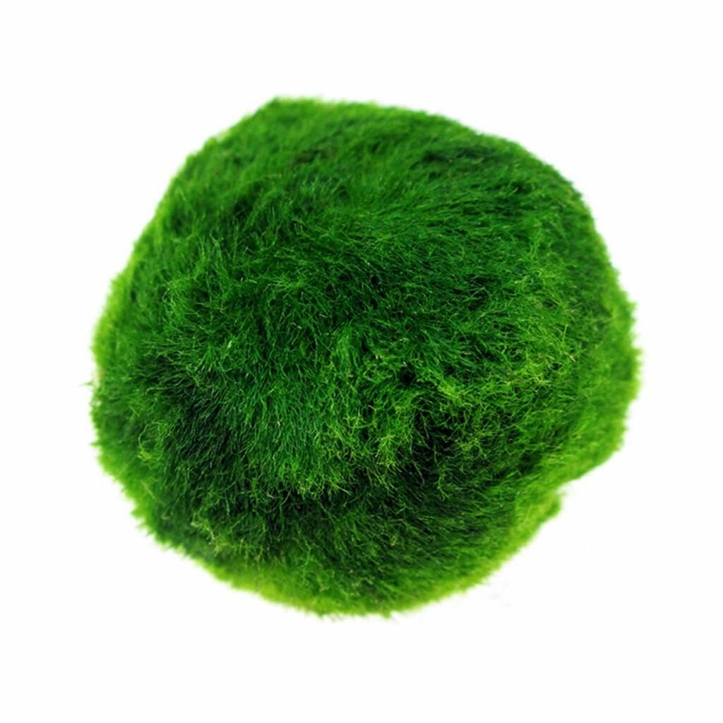 Зеленый мох, декоративное водное растение, небольшой аквариум, декорации, пейзаж для украшения внешнего вида ландшафтного дизайна