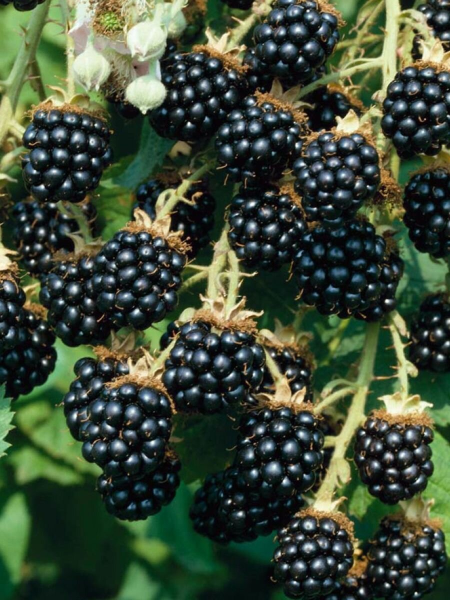 Ежевика "Чероки", для всех регионов, раннеспелый, устойчивый к болезням, 2 шт