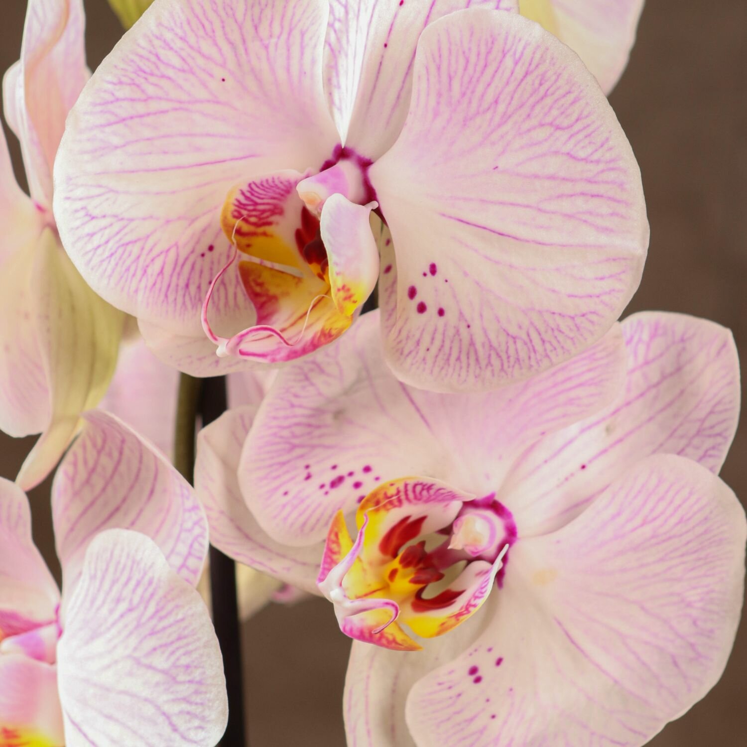 Орхидея Фаленопсис Мисс Фуллерс 2 ст