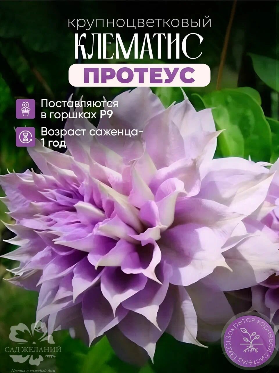 Махровый клематис Протеус в горшке Р9