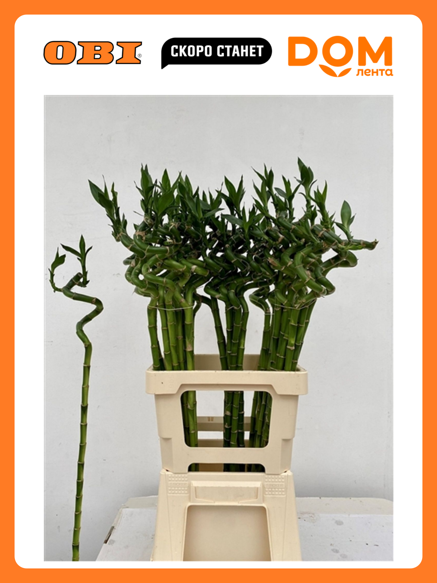 Растение бамбук лаки (спираль) D1 H40 см
