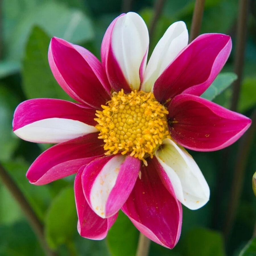 Георгина Твайнингс Смарти (1 клубень), Нидерланды