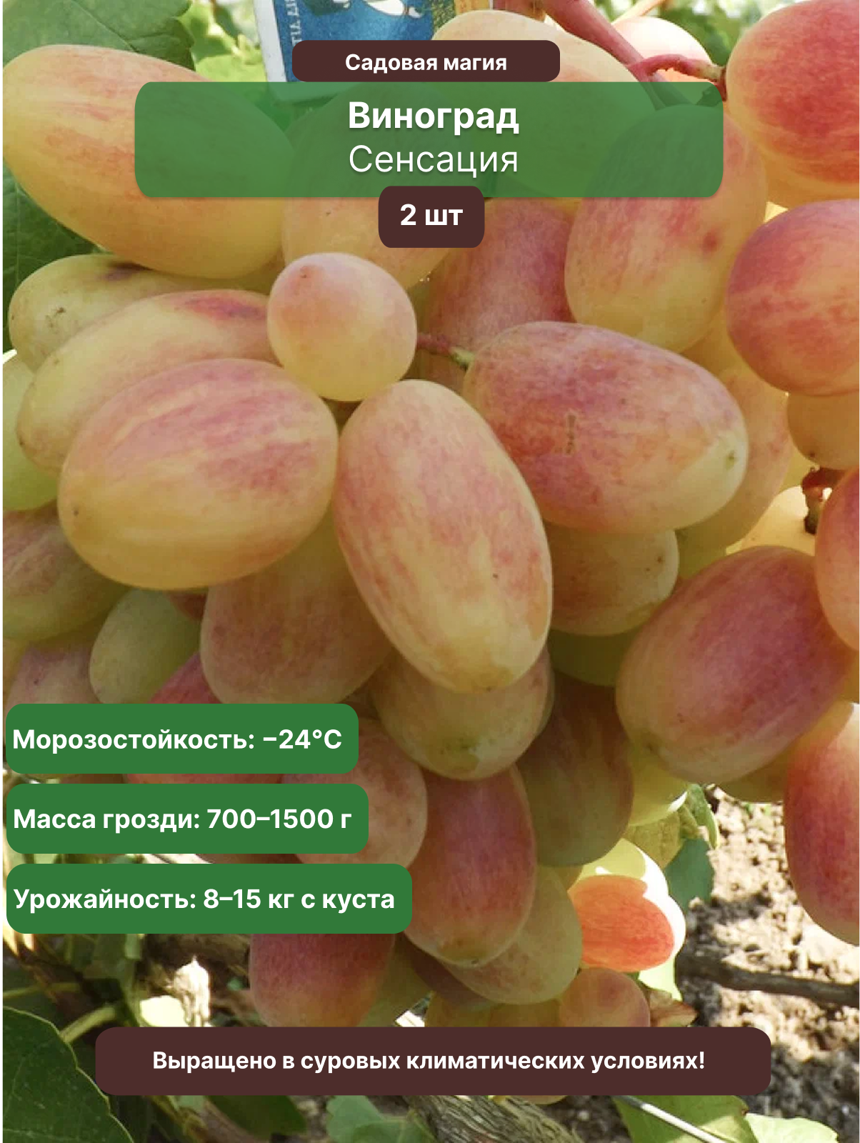 Виноград Сенсация 2 шт / морозостойкий, высокоурожайный сорт