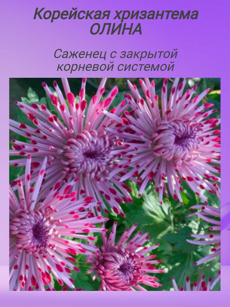 Корейская хризантема Олина