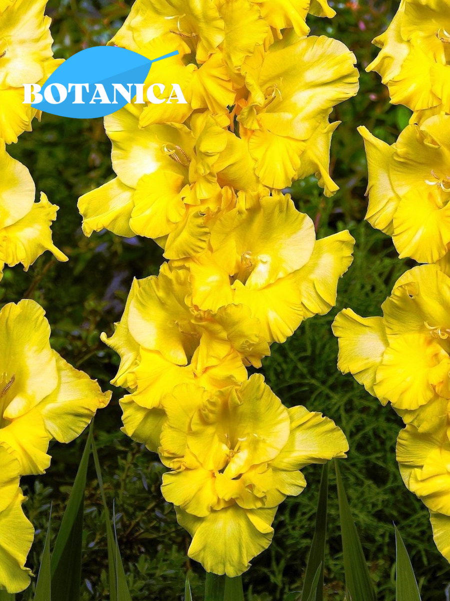 Луковицы цветов, botanica garden, Гладиолус Зелтайна Юрмола (5 штук)