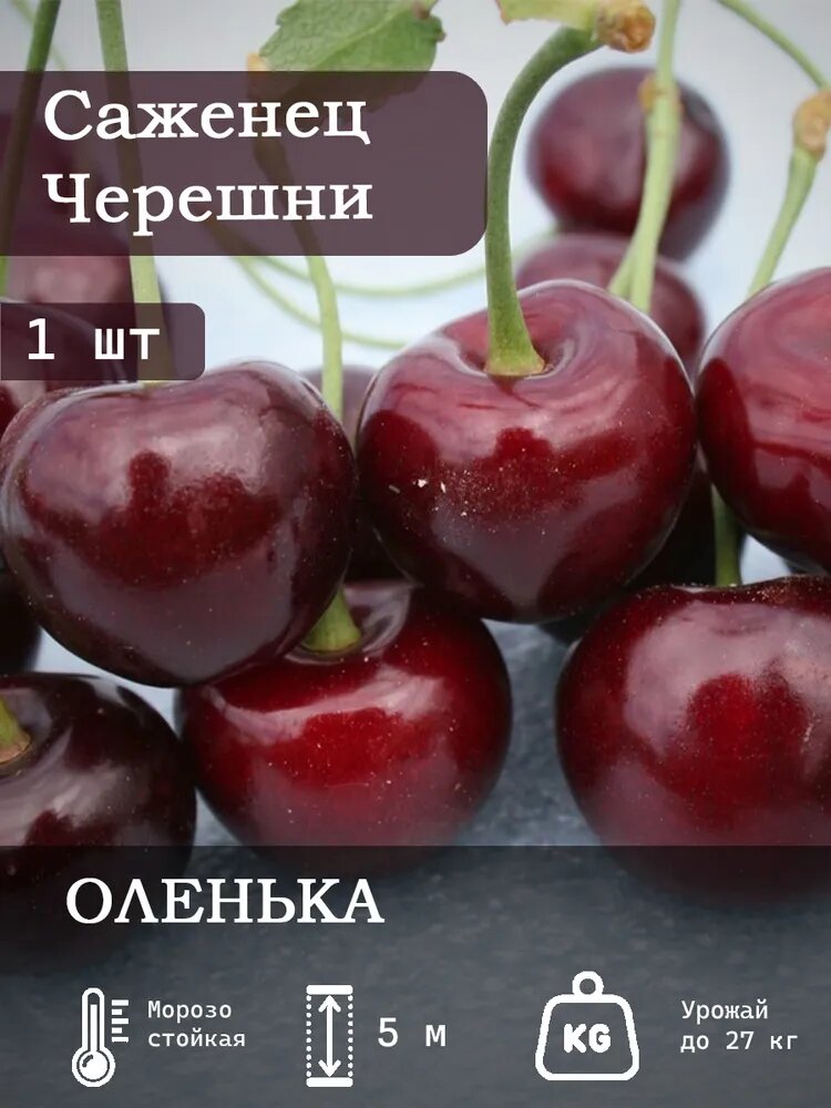 Черешня Саженец Оленька