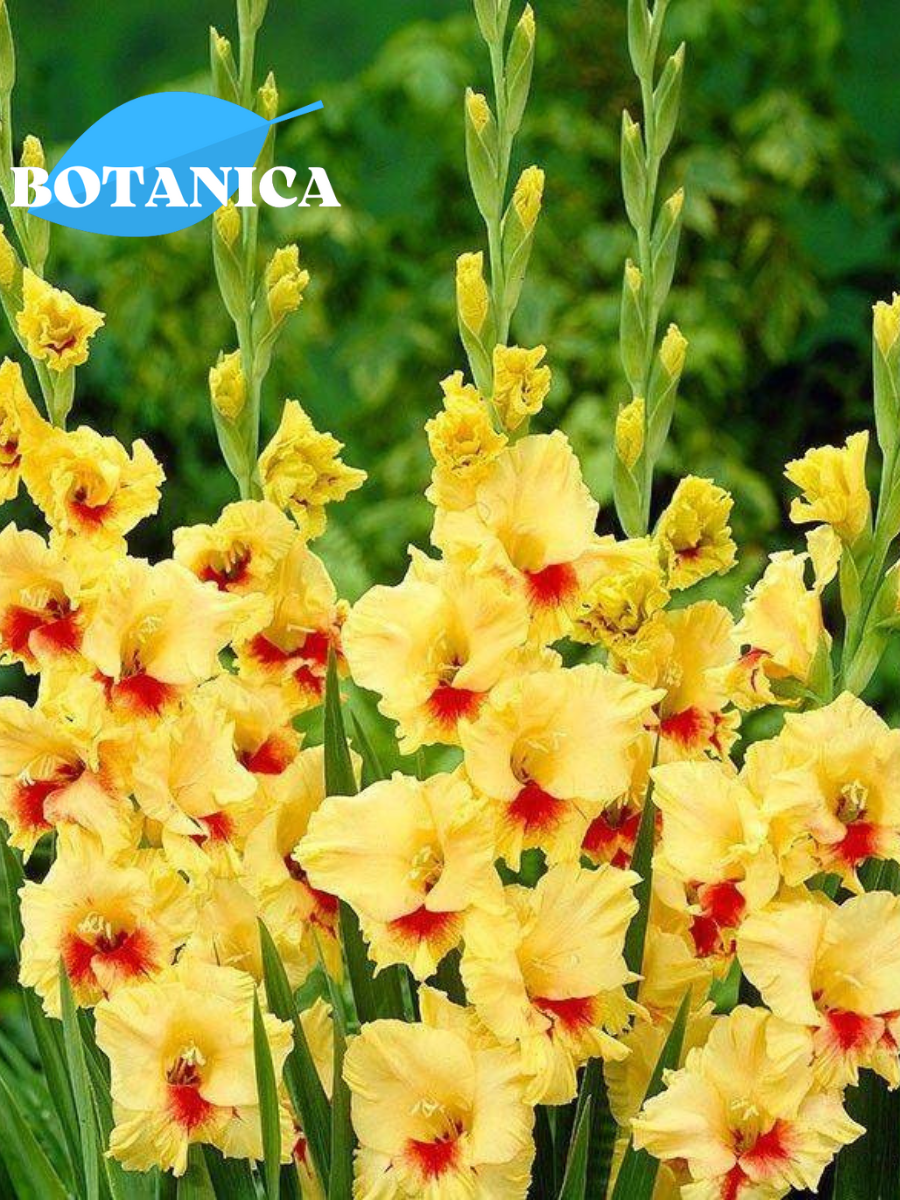 Луковицы цветов, botanica garden, Гладиолус Албандейра (2 штуки)
