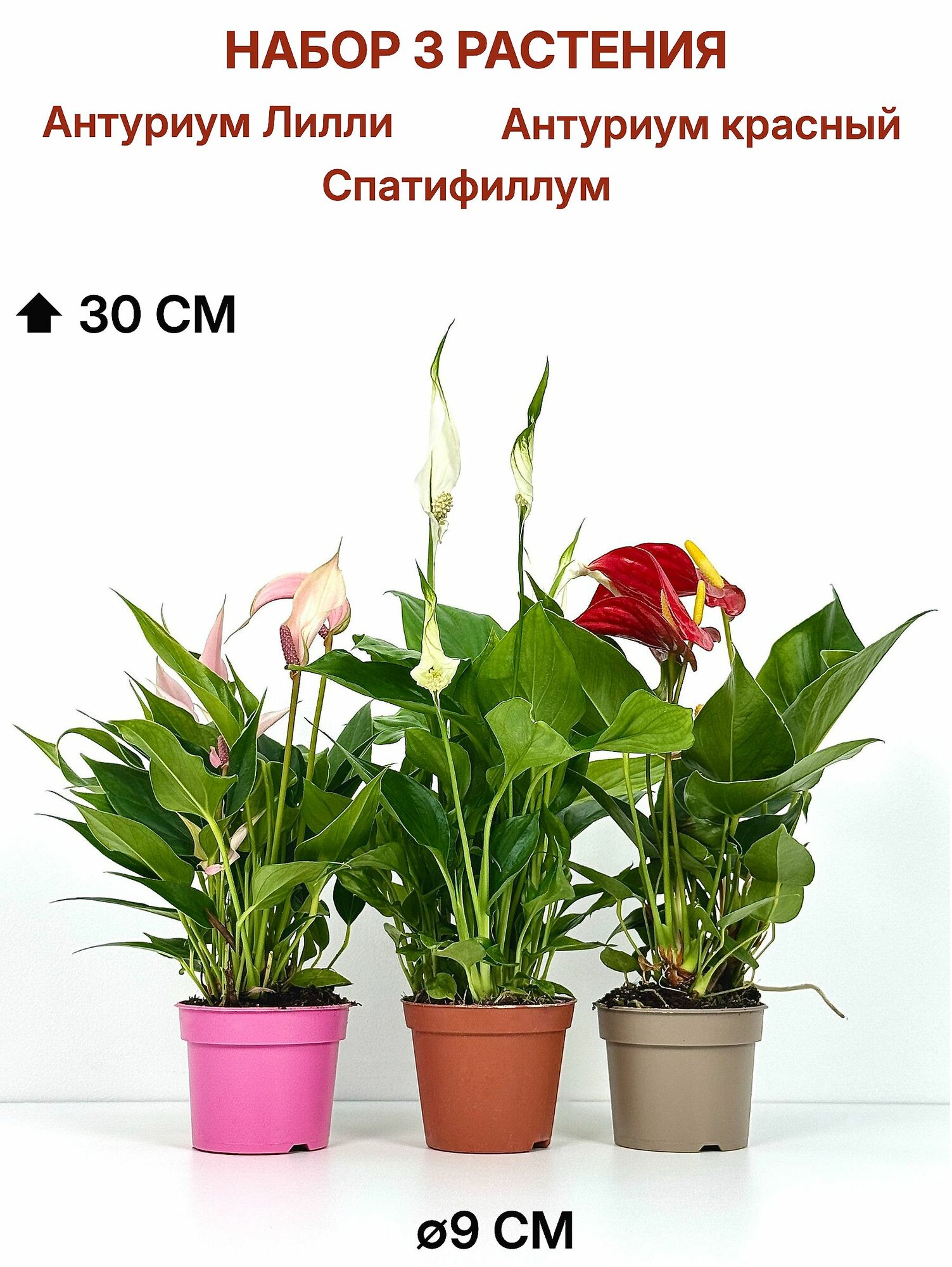 Набор 3 растения Спатифиллум Антуриум красный Антуриум Лилли в горшке D9 (живые растения)