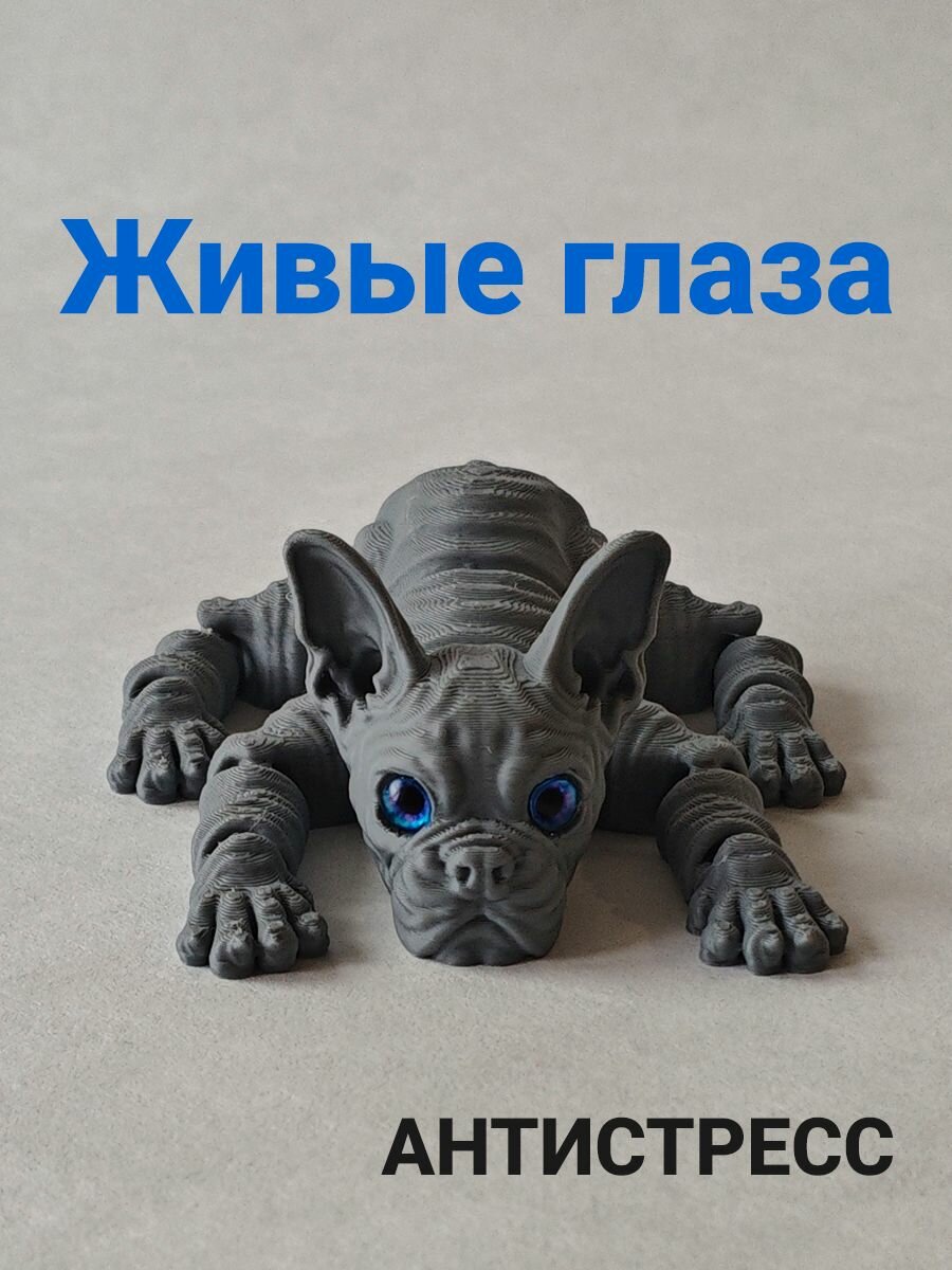 Бульдог подвижный — фото 1