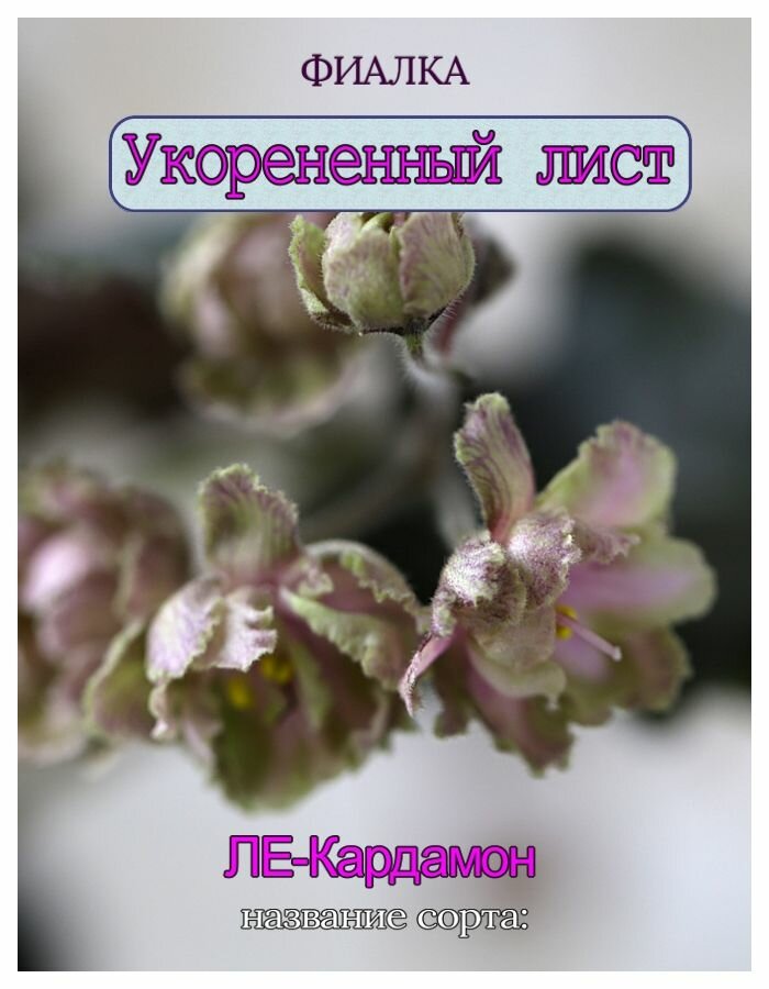 Фиалка комнатная сорт ЛЕ-Кардамон (укорененный лист)