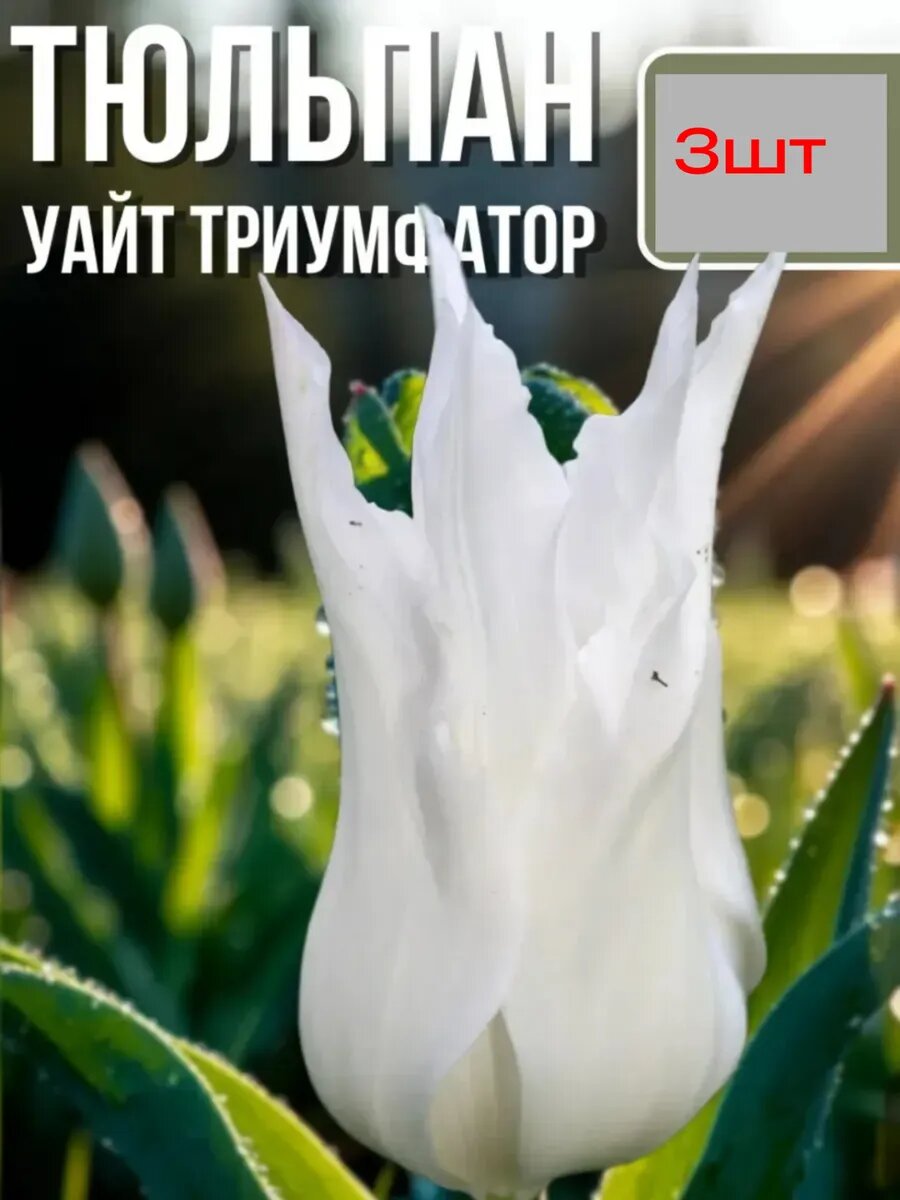 Тюльпан Уайт триумфатор