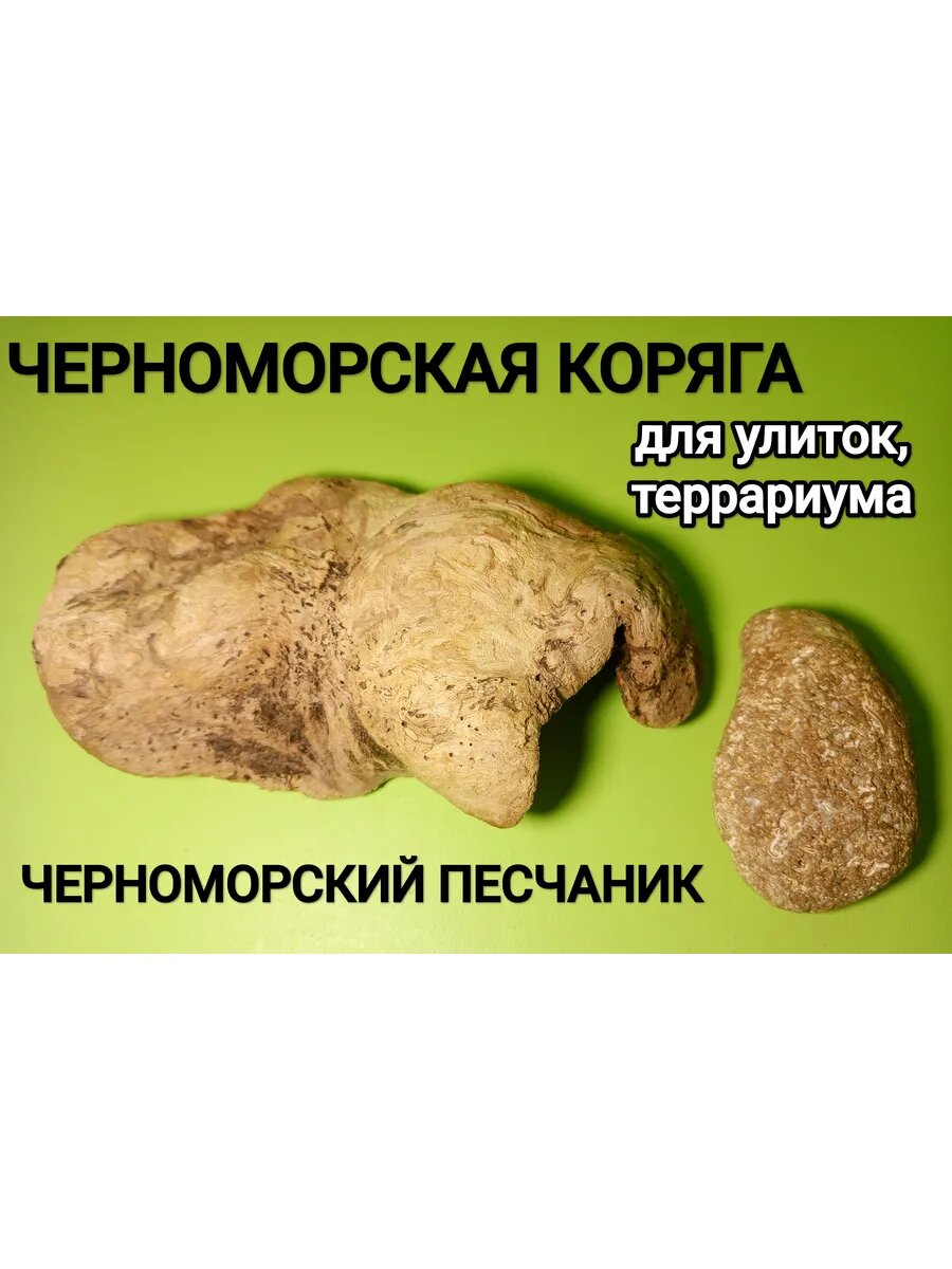 Коряга Черноморская, песчаник для улиток, террариума