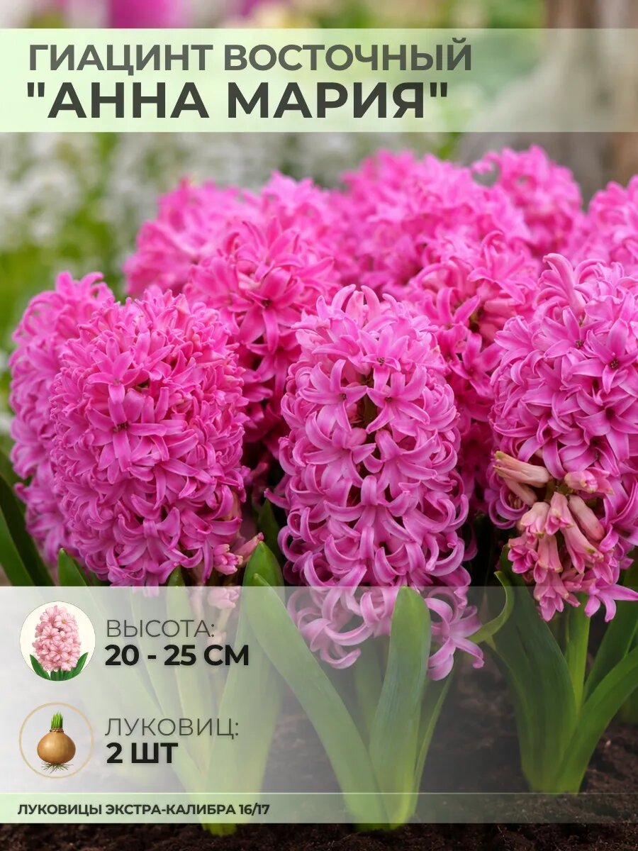Гиацинт "Анна Мария", нежно-розовый, перламутровым отливом - луковицы, 2 шт.