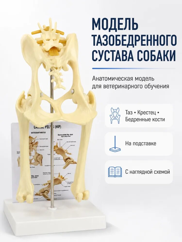 Модель собачьего тазобедренного сустава, скелет, кости животных, анатомия, ветеринарное обучение, бедренная кость, крестец, таз