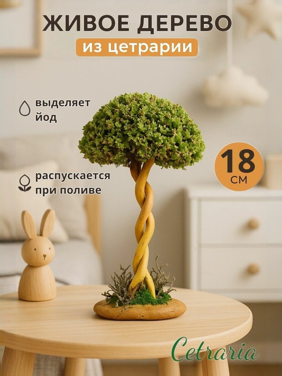 Дерево декоративное из цетрарии. Удивительный подарок
