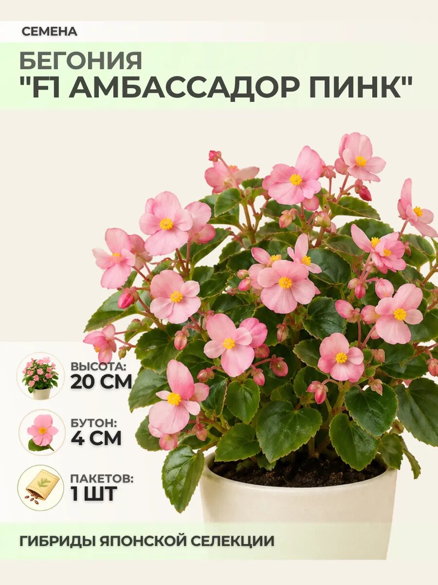 Бегония "Амбассадор Пинк" F1, нежно-розовые цветки, компактный вечноцветущий гибрид, 1 упаковка, 4 шт. семян.
