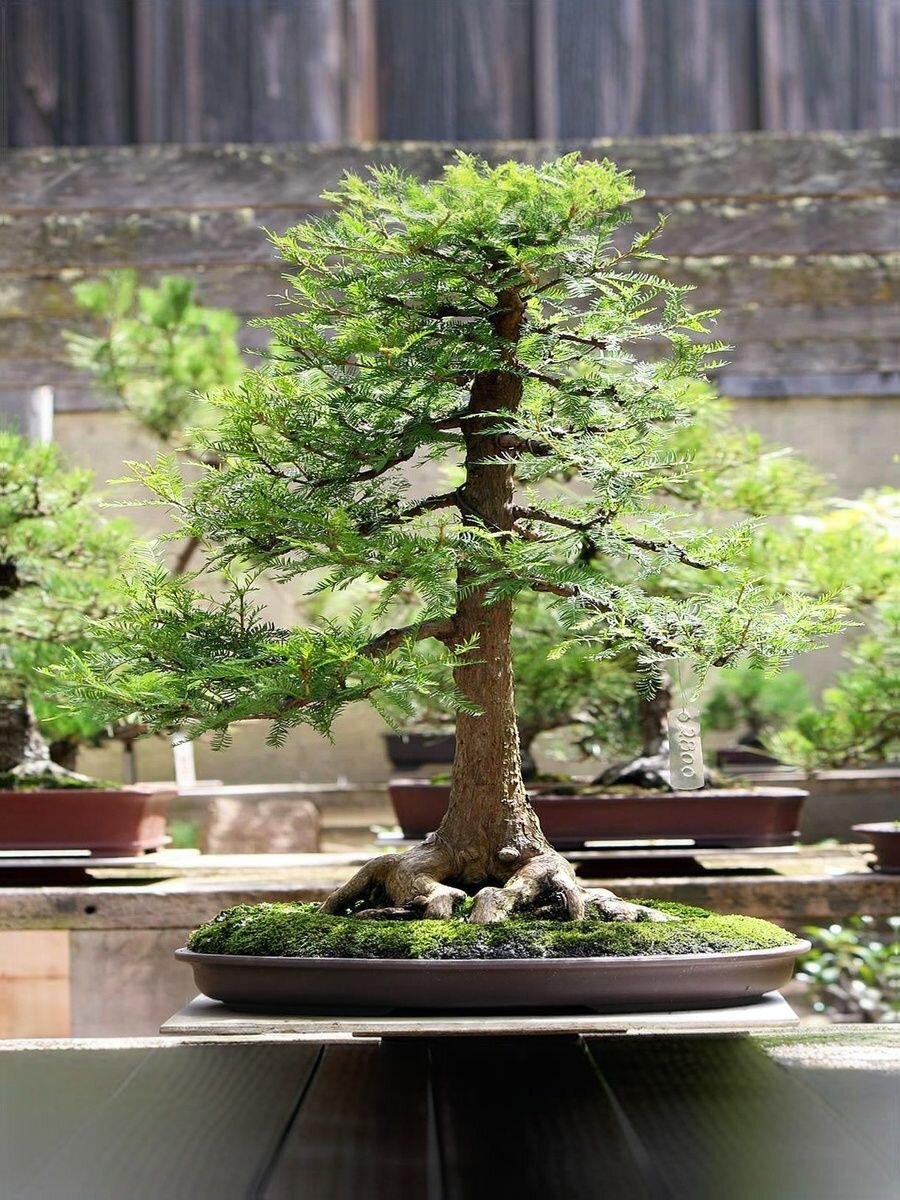 Таксодий Мексиканский Леон, Семена, 15 шт, семена хвойных деревьев