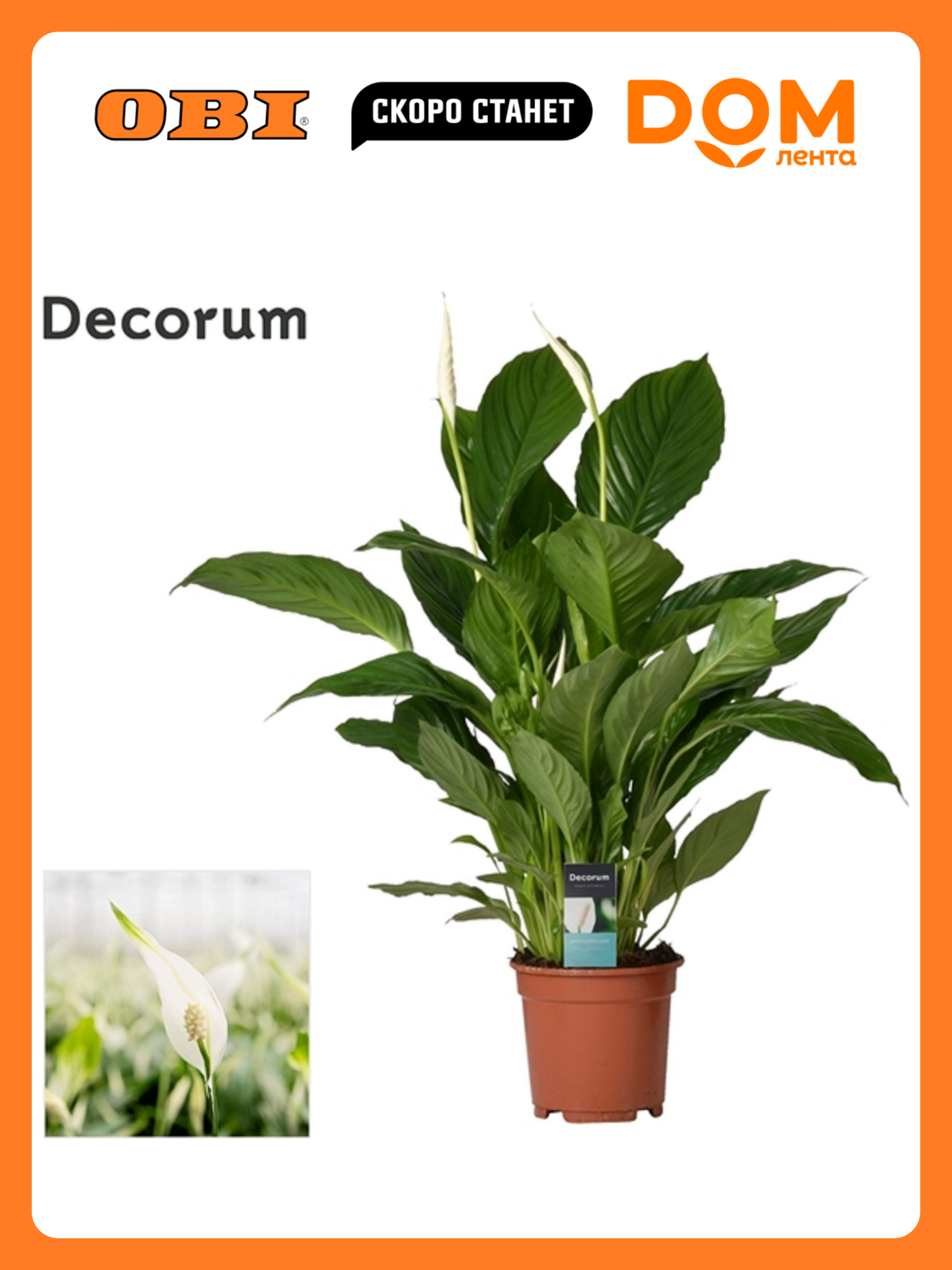 Растение Спатифиллум Верди, декоративно-лиственное, высота 70 см, диаметр горшка 17 см