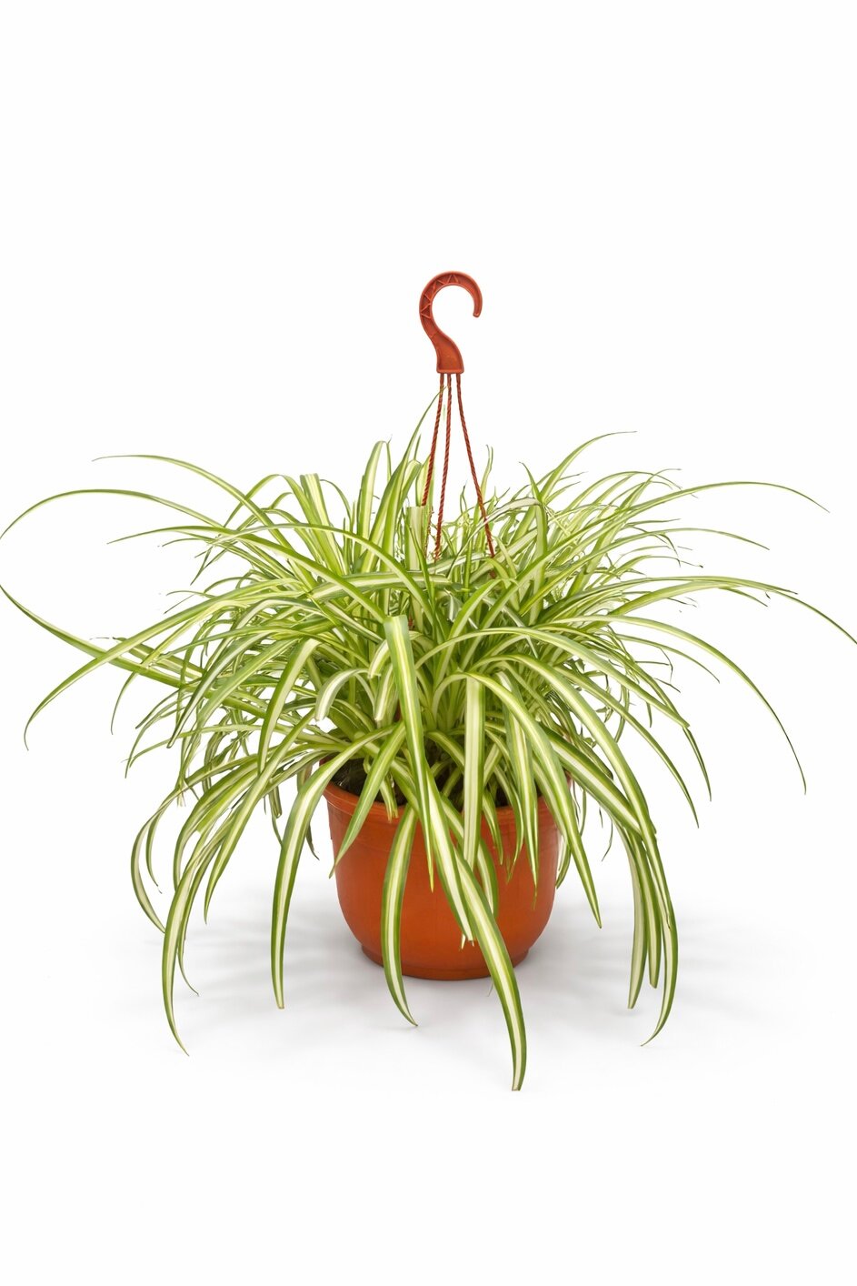 Хлорофитум (Chlorophytum) в кашпо