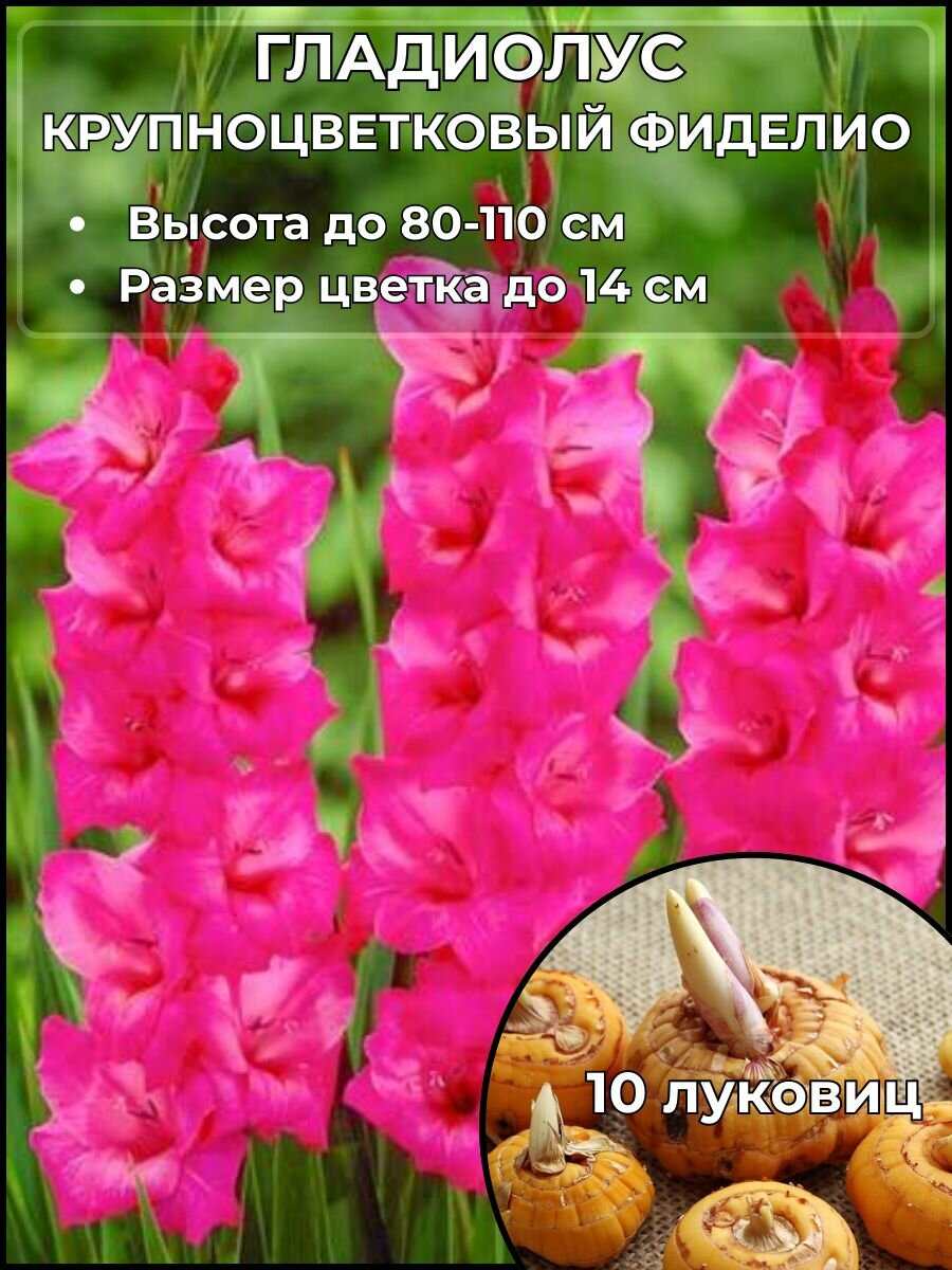 Гладиолус Фиделио, луковицы 10 штук