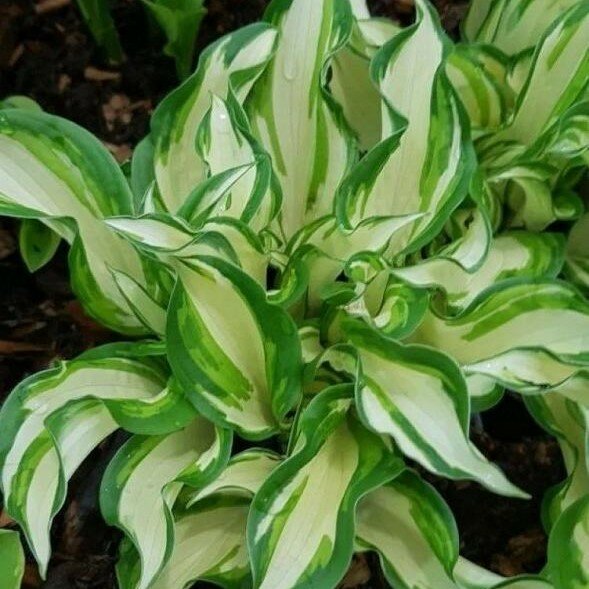 Хоста Твист Сперминт (1 корневище в пакете с торфом), Нидерланды