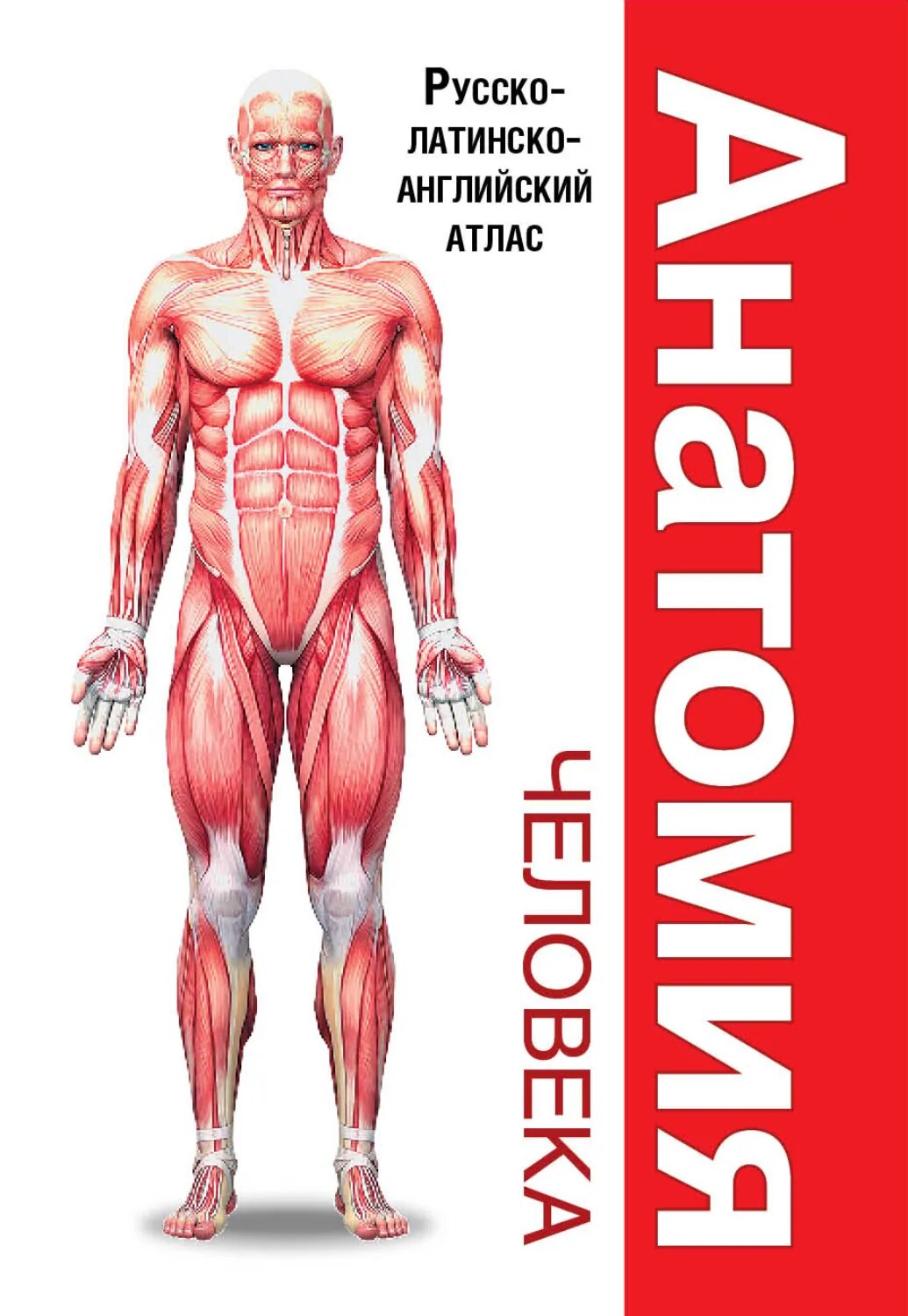 Анатомия человека. Русско-латинско-английский атлас [Цифровая книга]