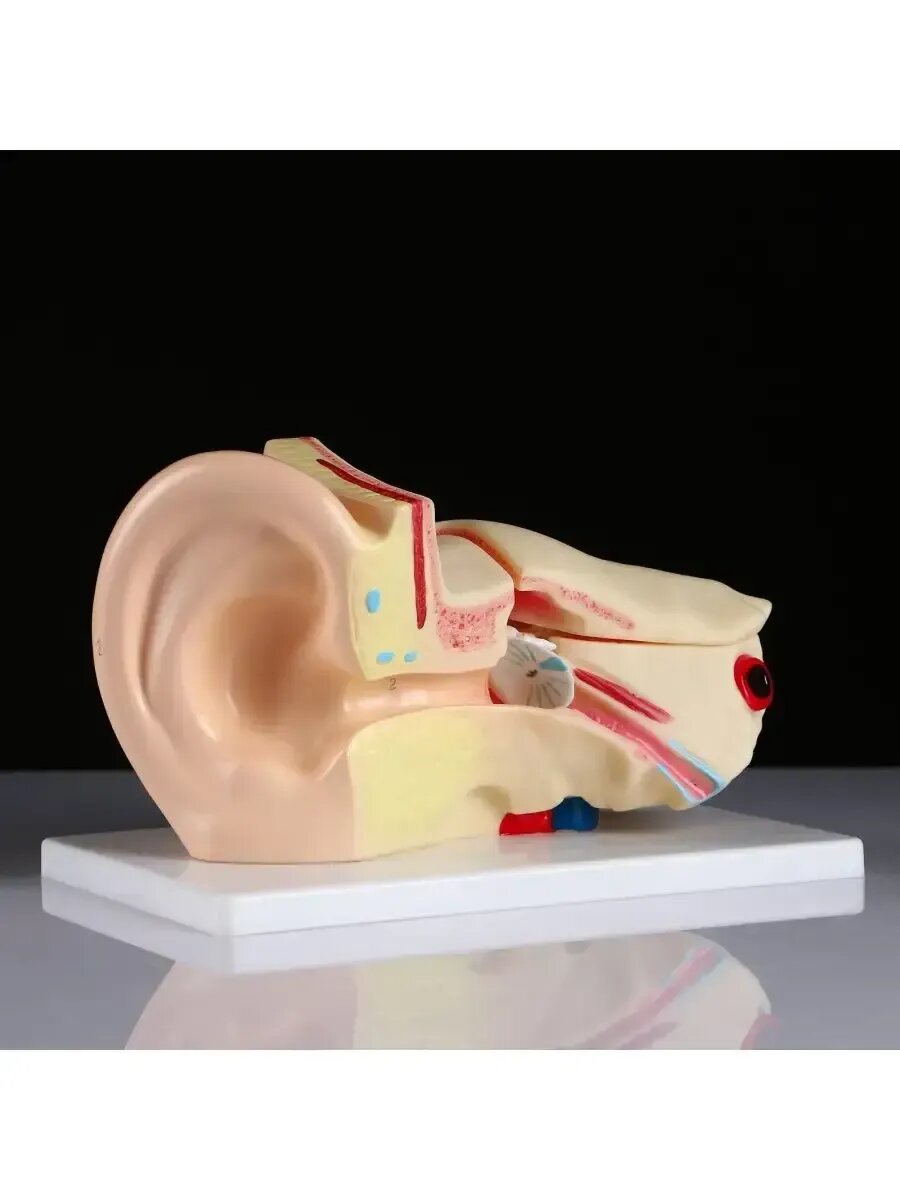 Анатомическая модель