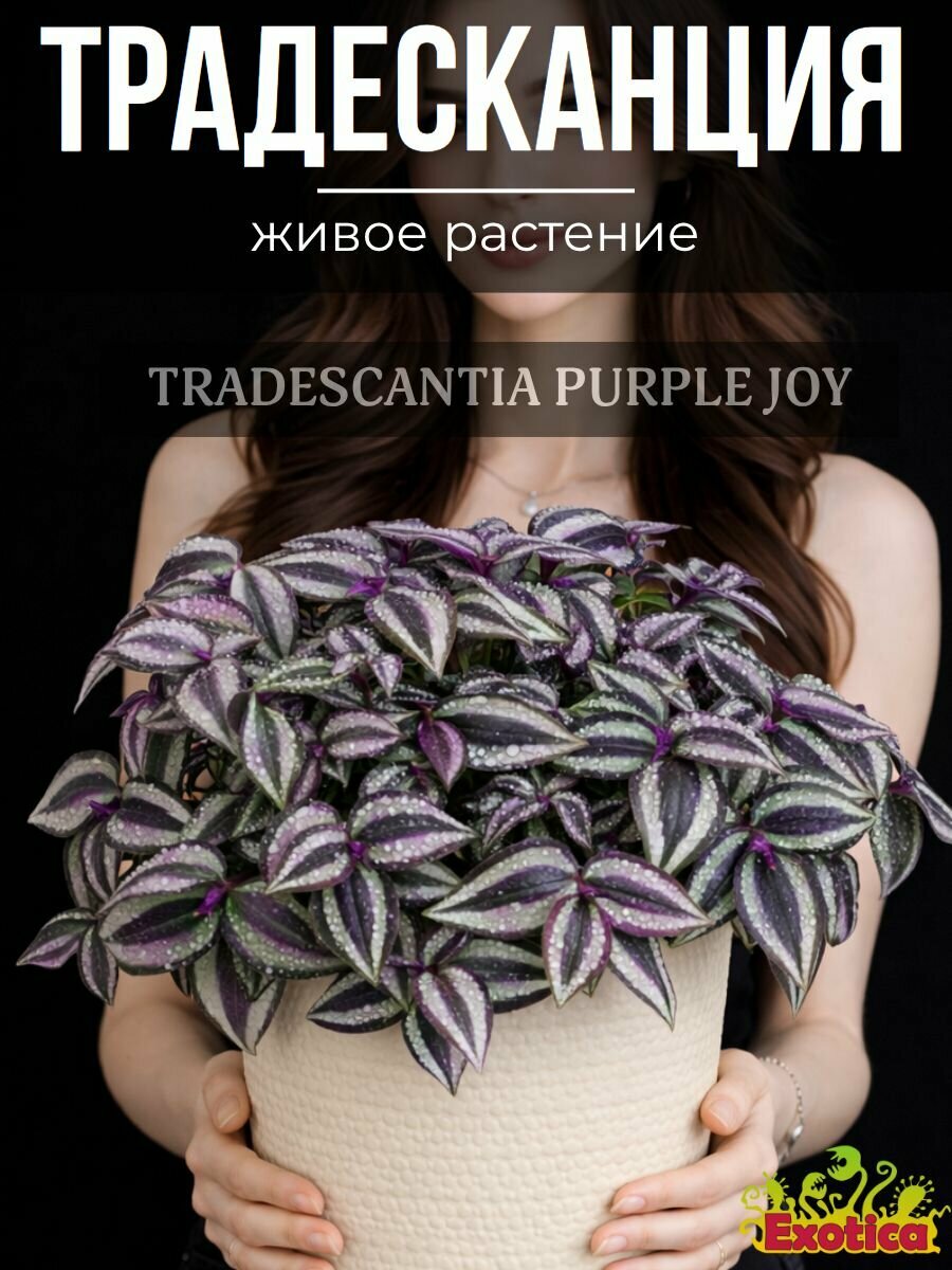 Традесканция Пурпл Джой (Tradescantia Purple Joy) D6см, домашний цветок