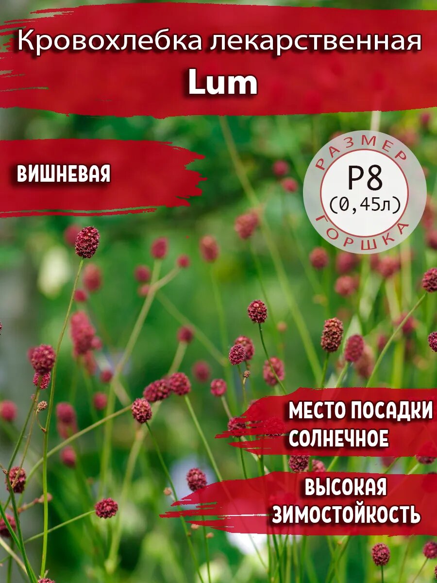 Кровохлебка лекарственная Lum