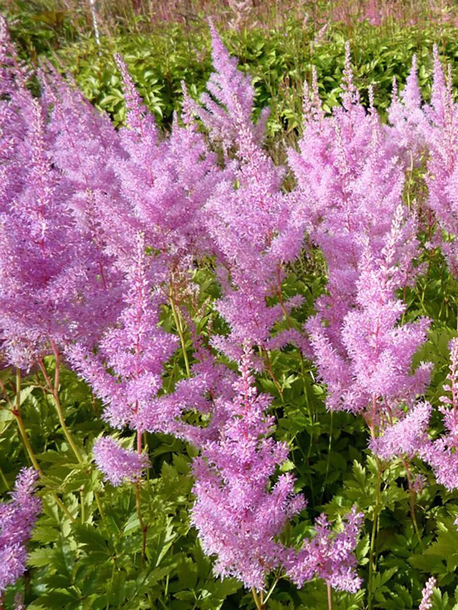 Астильба Арендса Hyazinth