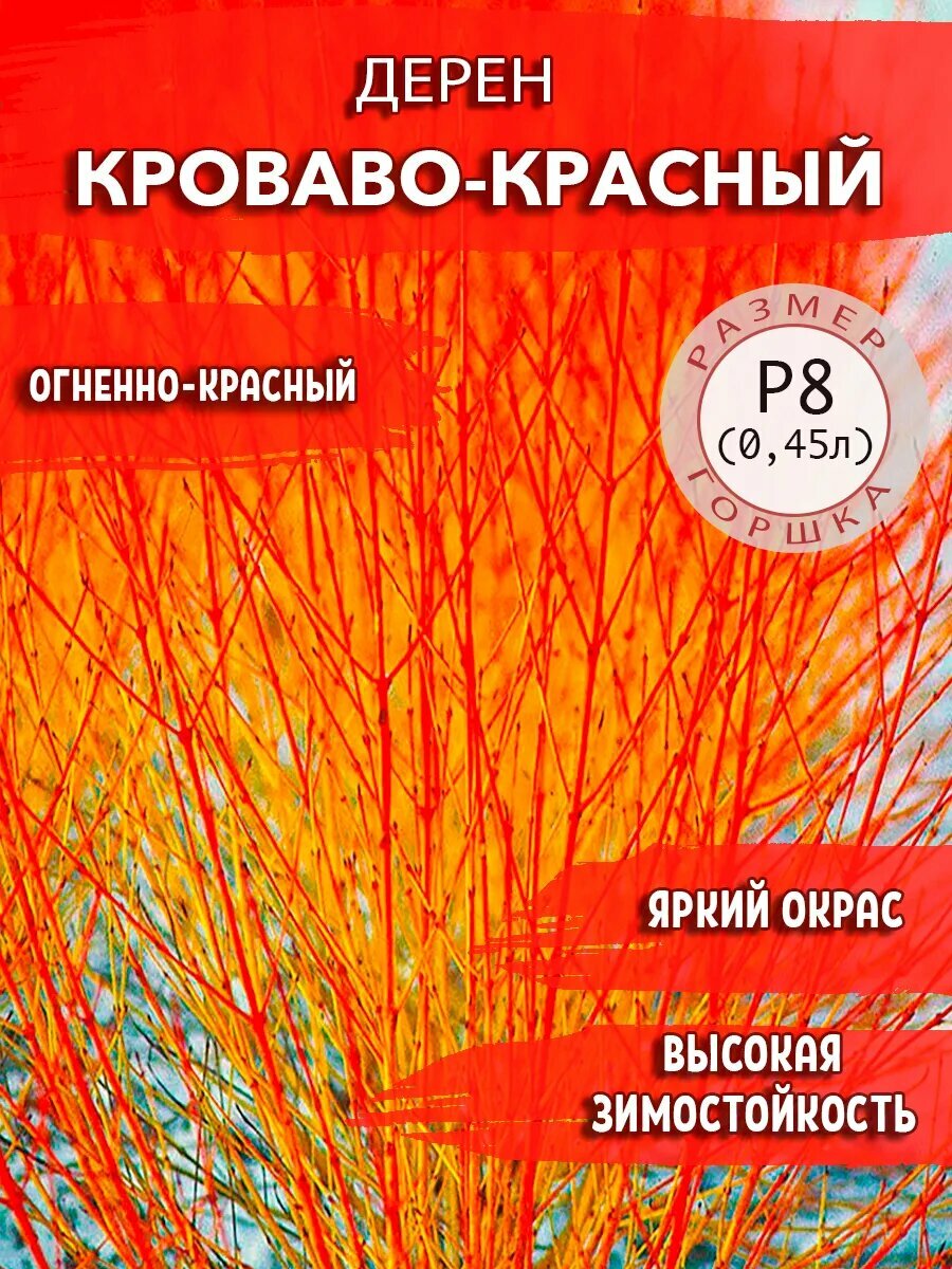 Многолетний дерен "Садовые Растения", высота 1,5 м, цвет огненно-красный