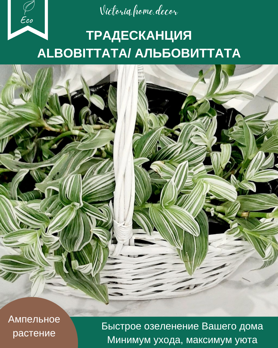Традесканция Albiflora Albovittata /Альбифлора Альбовиттата/ Quiksilvеr