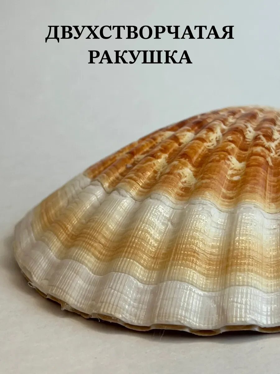 Ракушка морская Гребешок