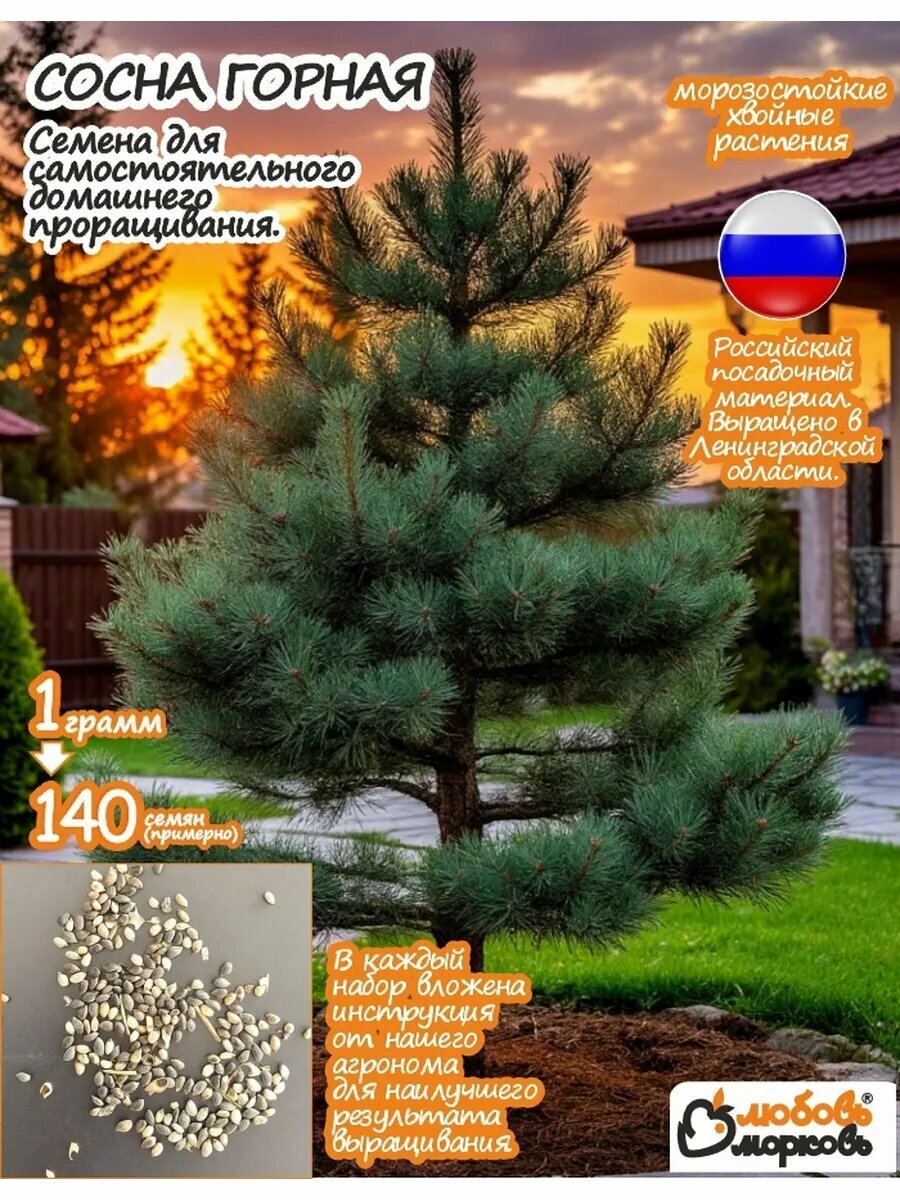 Семена, Сосны Горной, 1 грамм