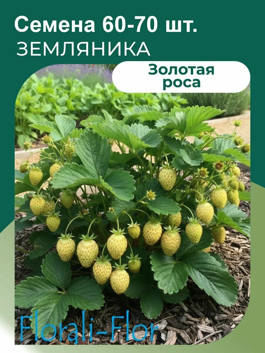 Земляника Семена