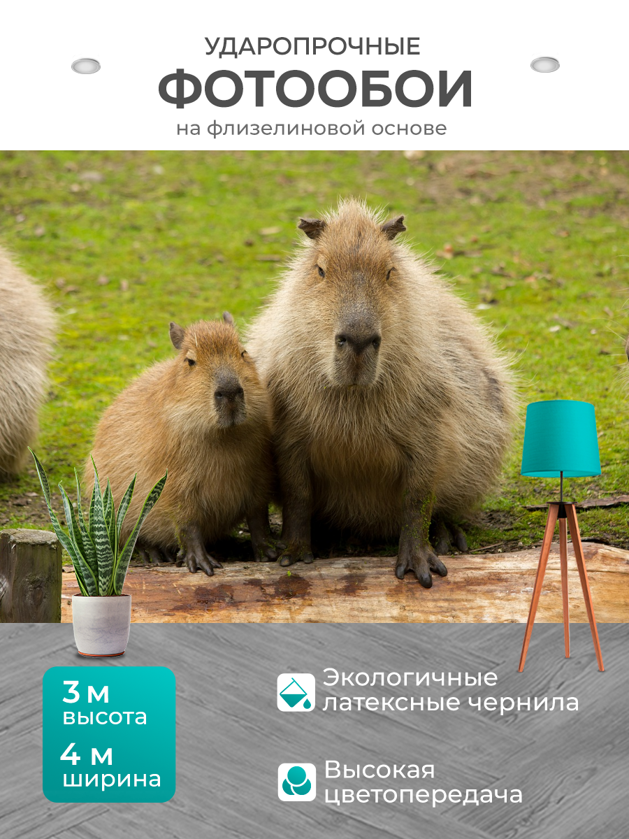 Фотообои моющиеся ударопрочные "Капибара, животные, зоопарк" 400x300 см. флизелиновые на стену