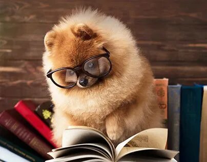 Алмазная Мозаика "Умный Шпиц" 40х50 Алмазная Вышивка / Картина Стразами, Полная Выкладка