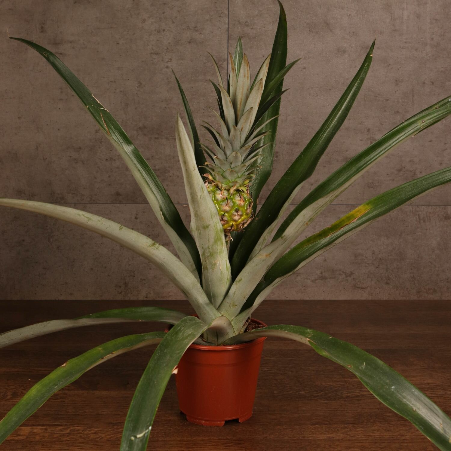 Ананас Чампака 50/14