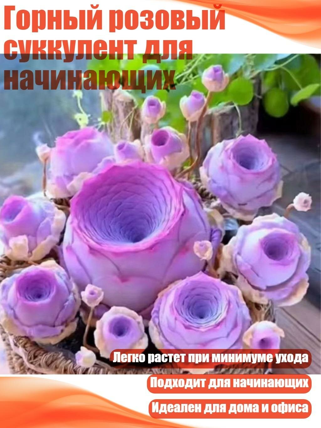 Горный розовый суккулент для начинающих, Фиолетово-розовая кепка 1000