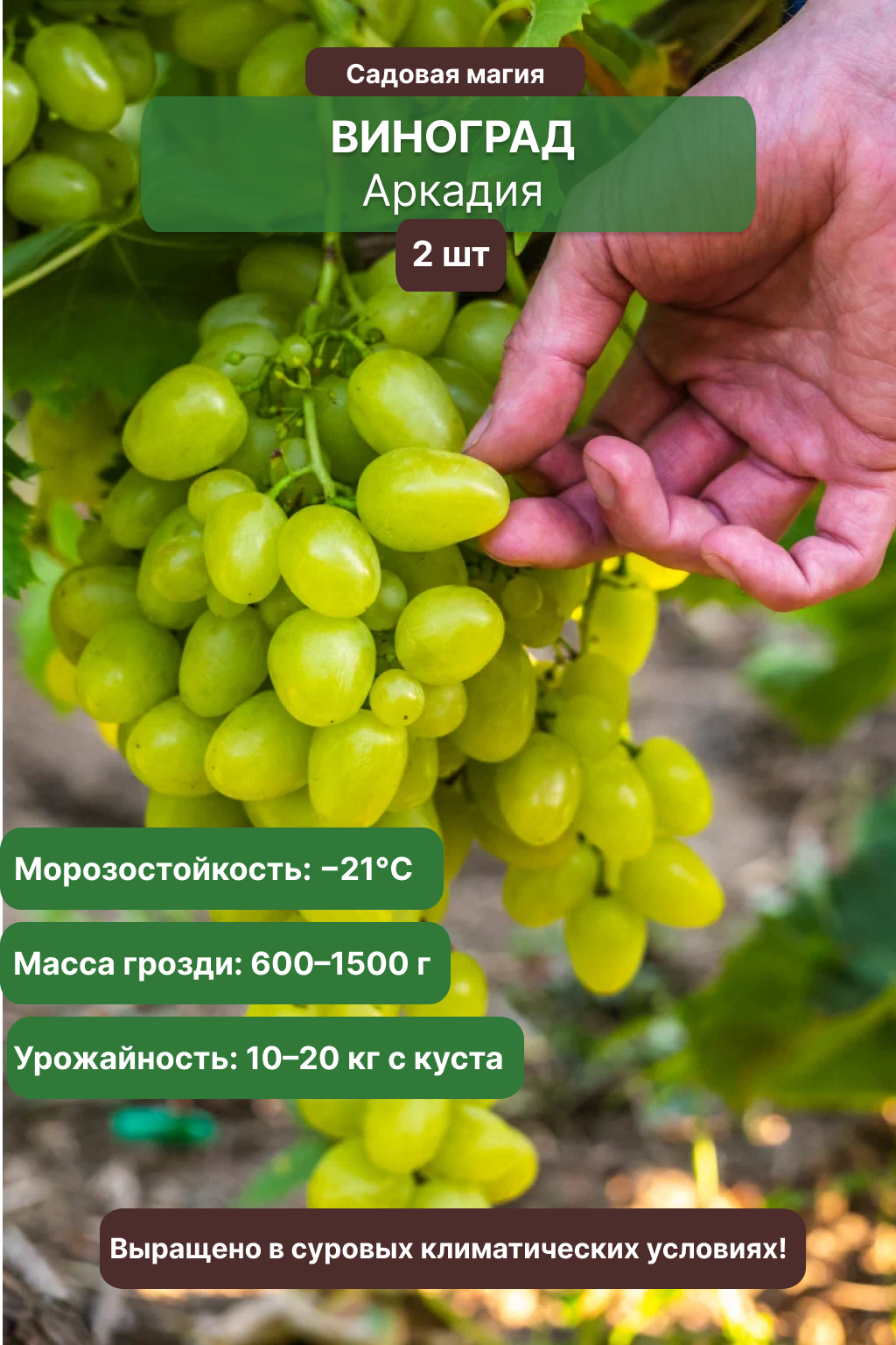 Виноград Аркадия 2 шт / многолетний, раннеспелый, морозостойкий сорт