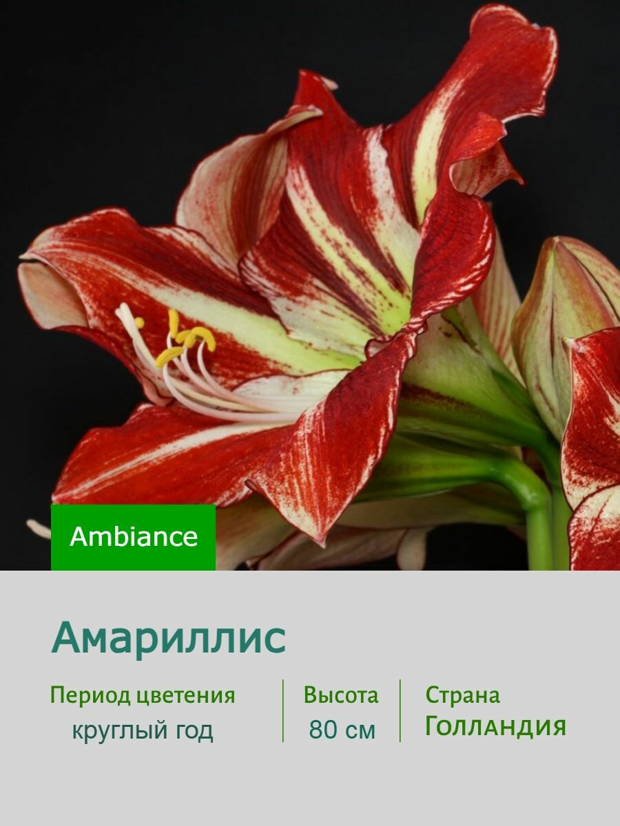 Амариллис Амбианс (Ambiance) луковица 1 шт. Сотка