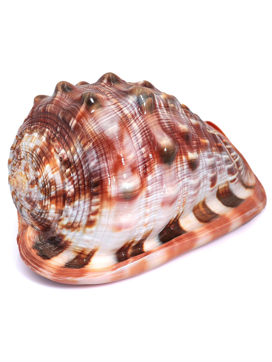 Раковина натуральная - Ципрекассис