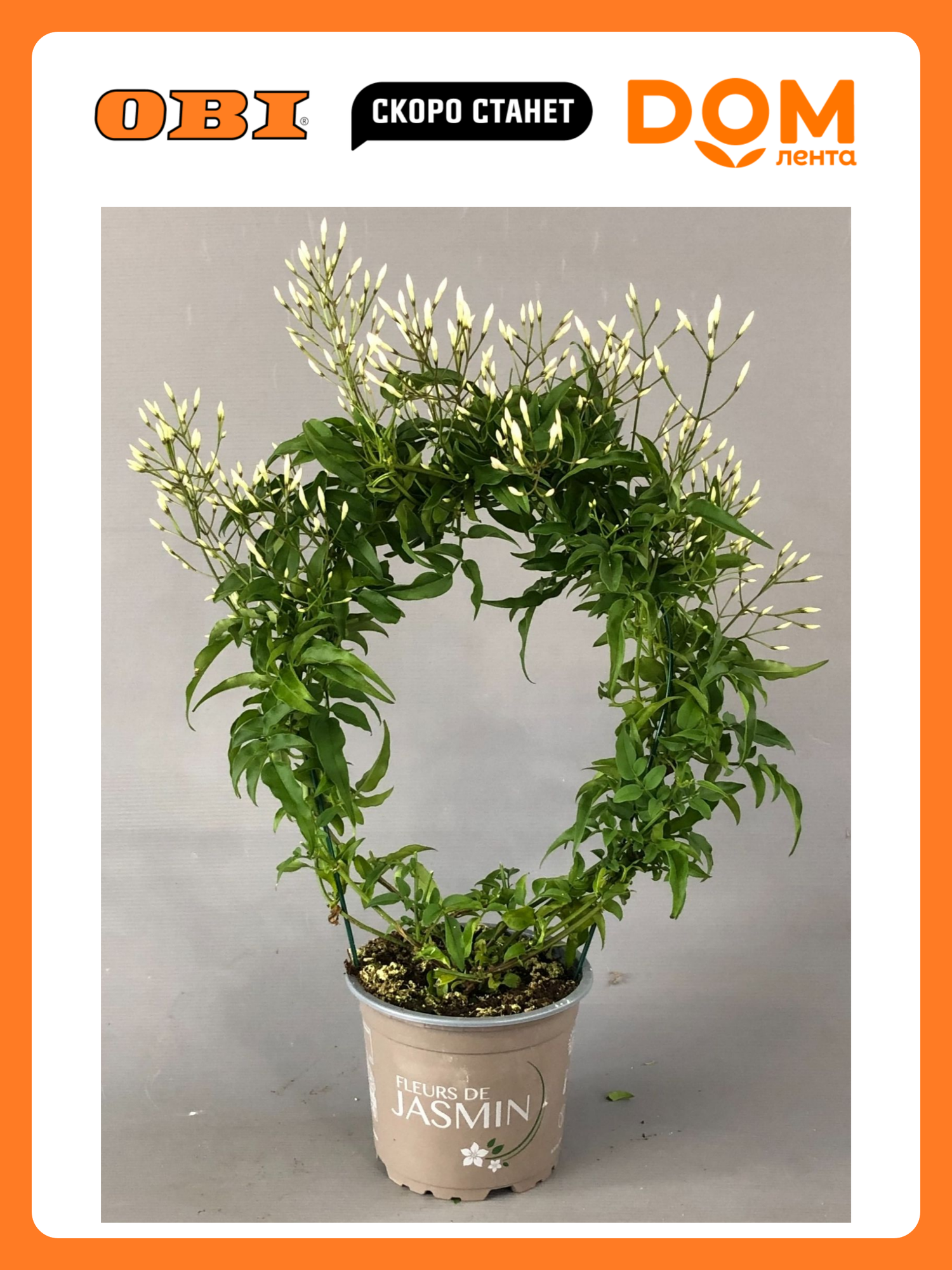 Растение Жасмин Полиантум D12 H30