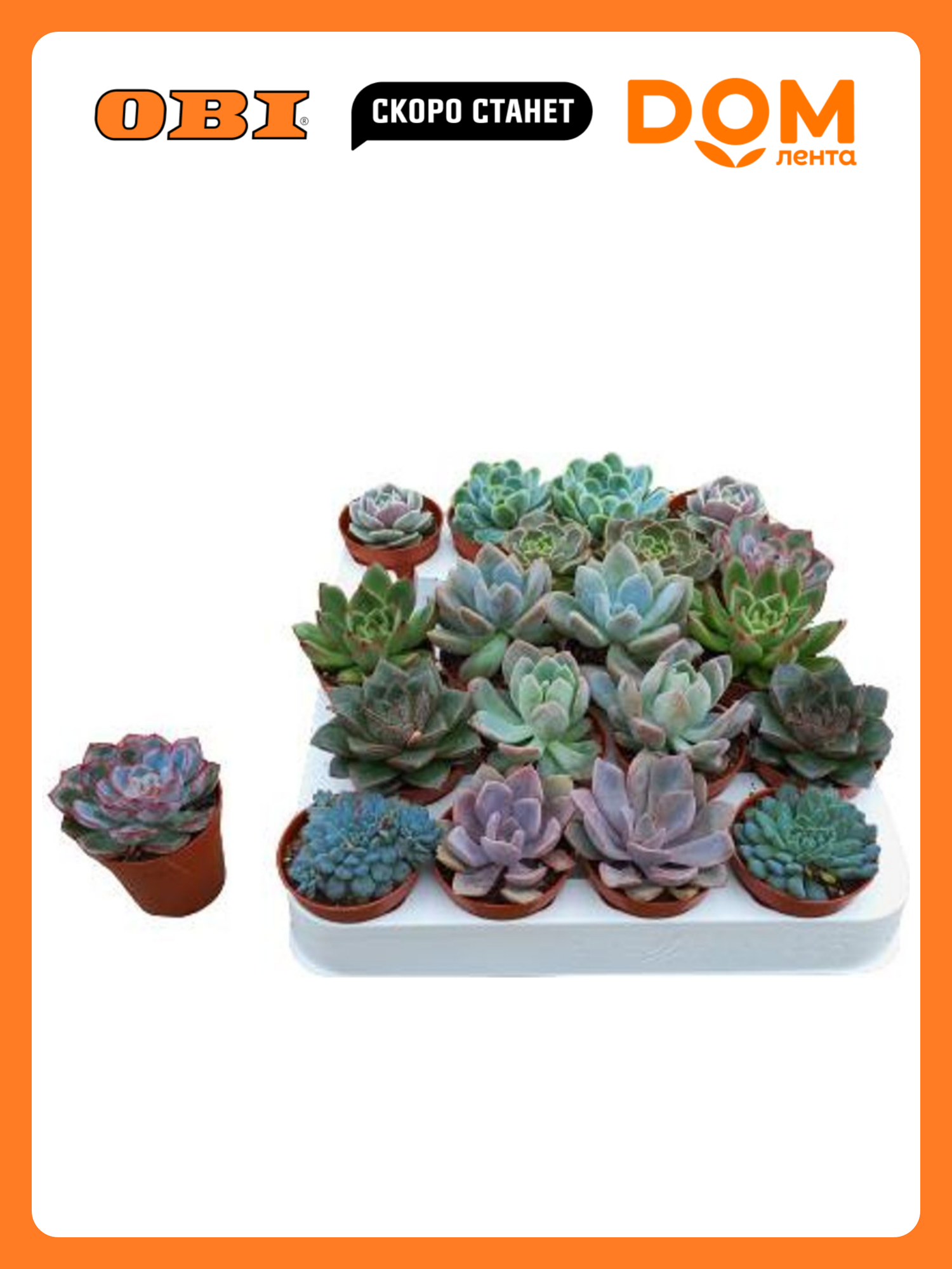 Эхеверия "Зонен микс", многолетнее растение, яркий солнечный свет, редкий полив