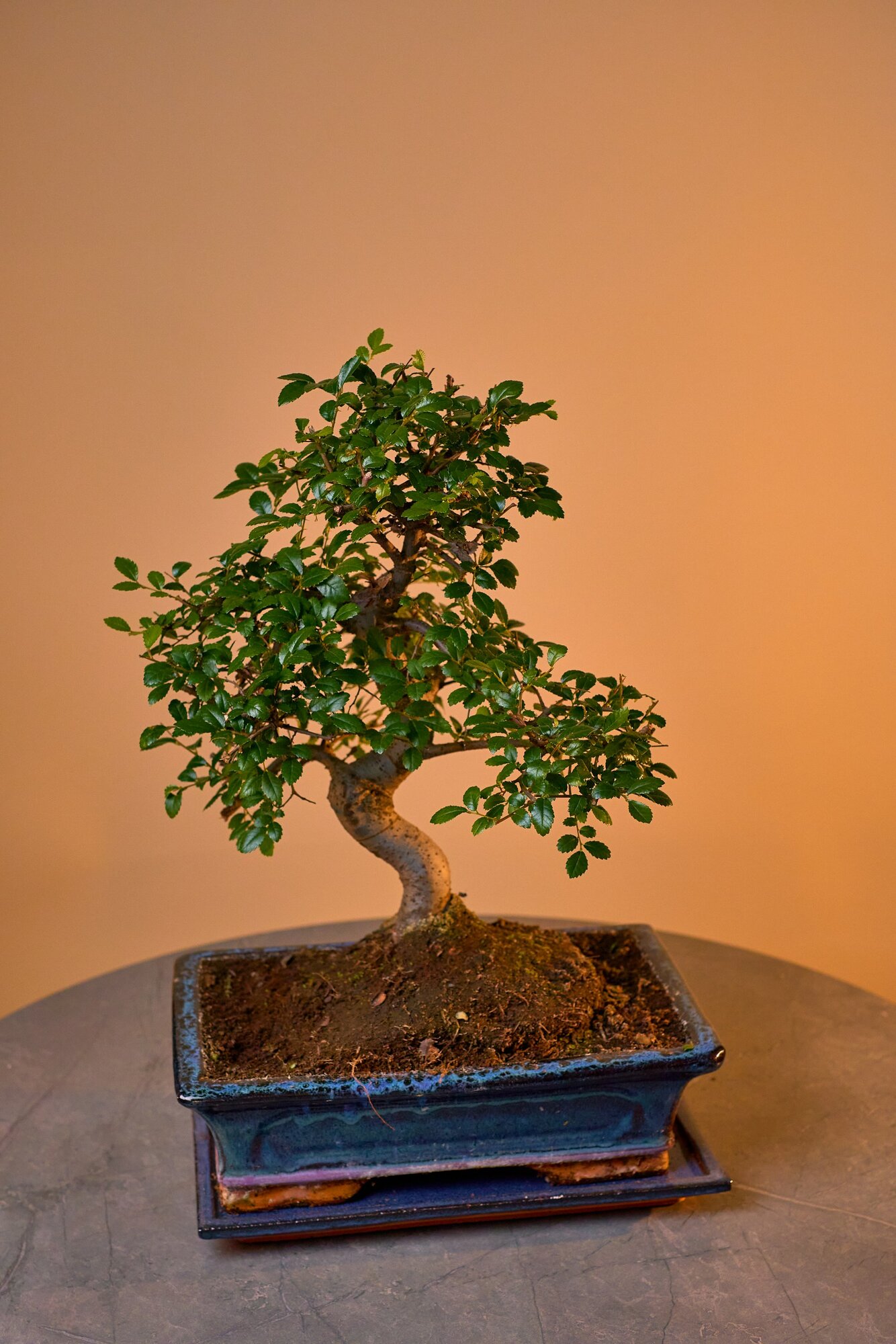 Бонсай вяз китайский в керамической бонсайнице от бренда Margo plants