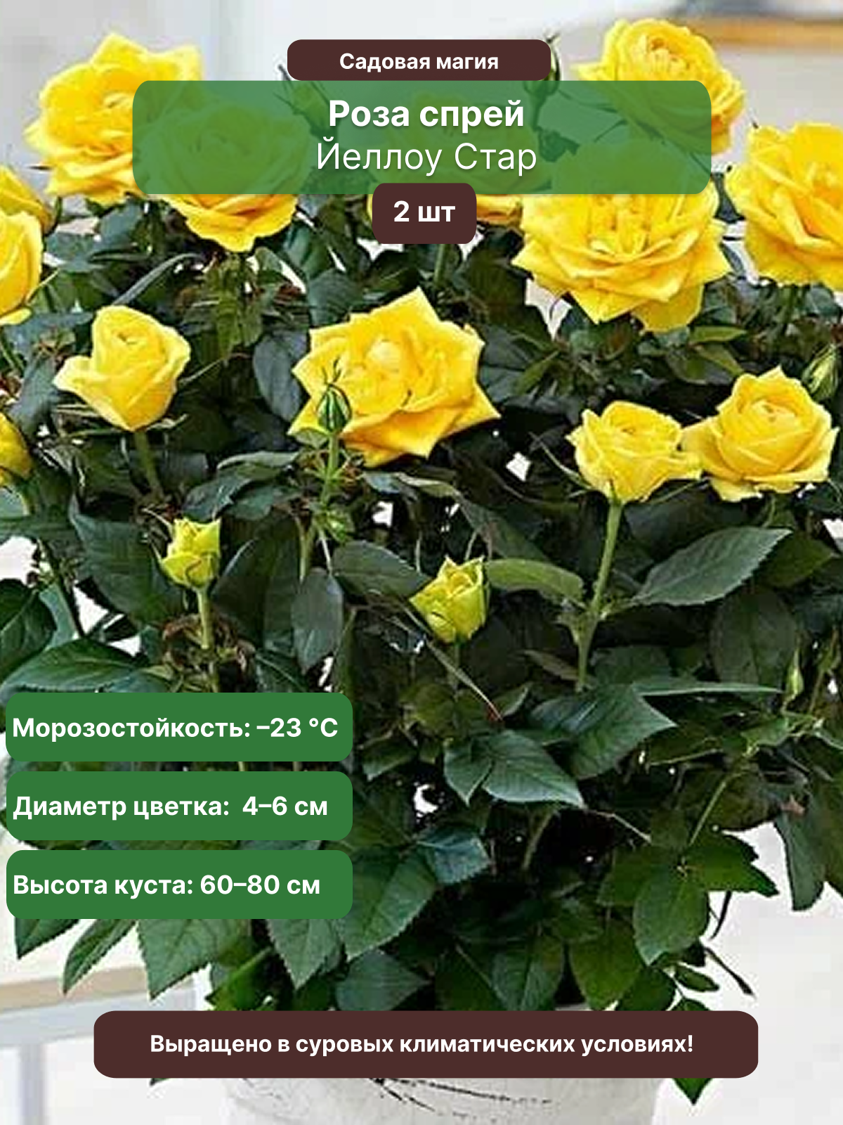 Роза спрей "Йеллоу Стар", 2 саженца, многолетняя, желтый цвет