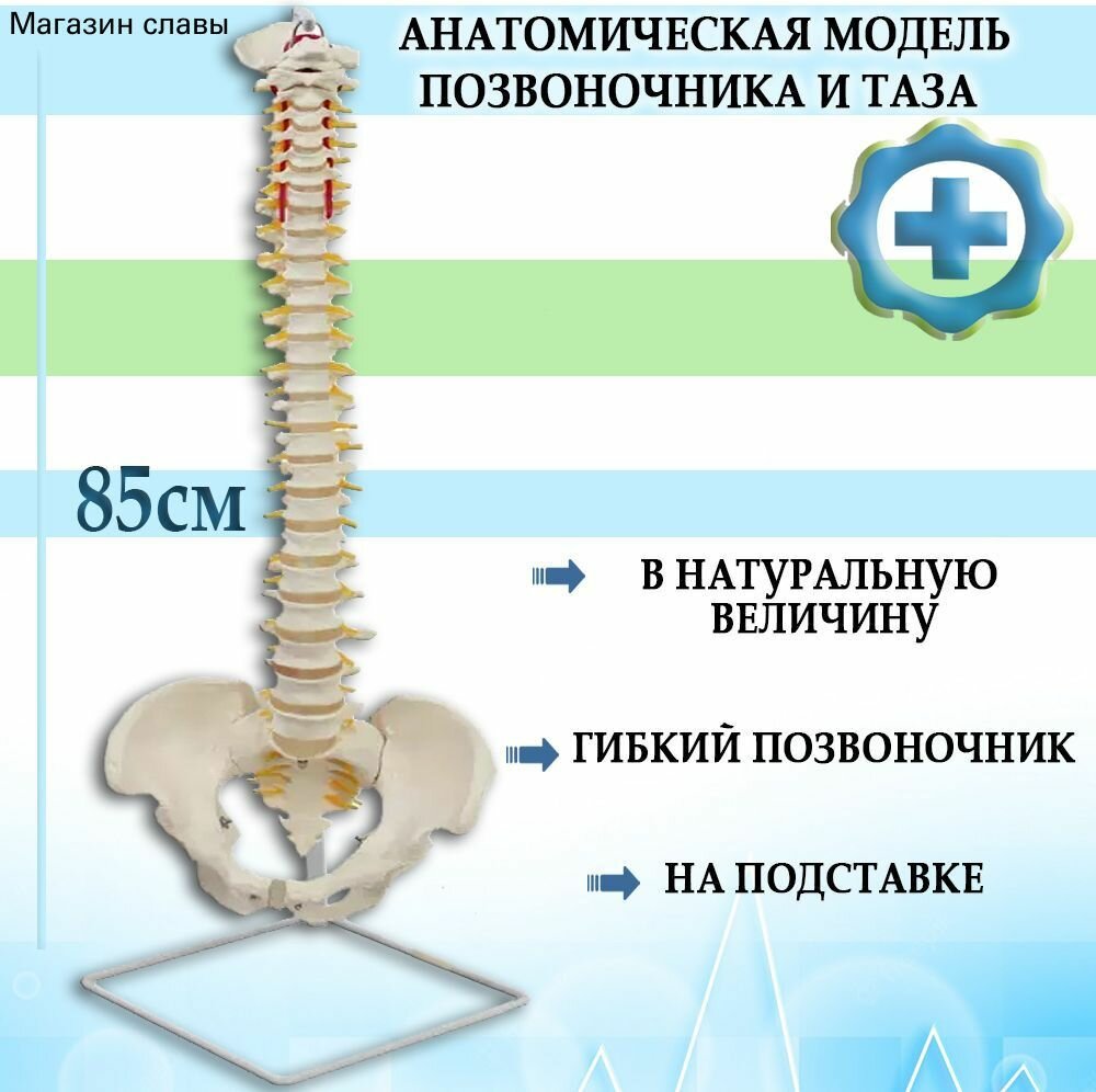 Анатомическая модель позвоночника и таза человека на подставке 85 см в натуральную величину