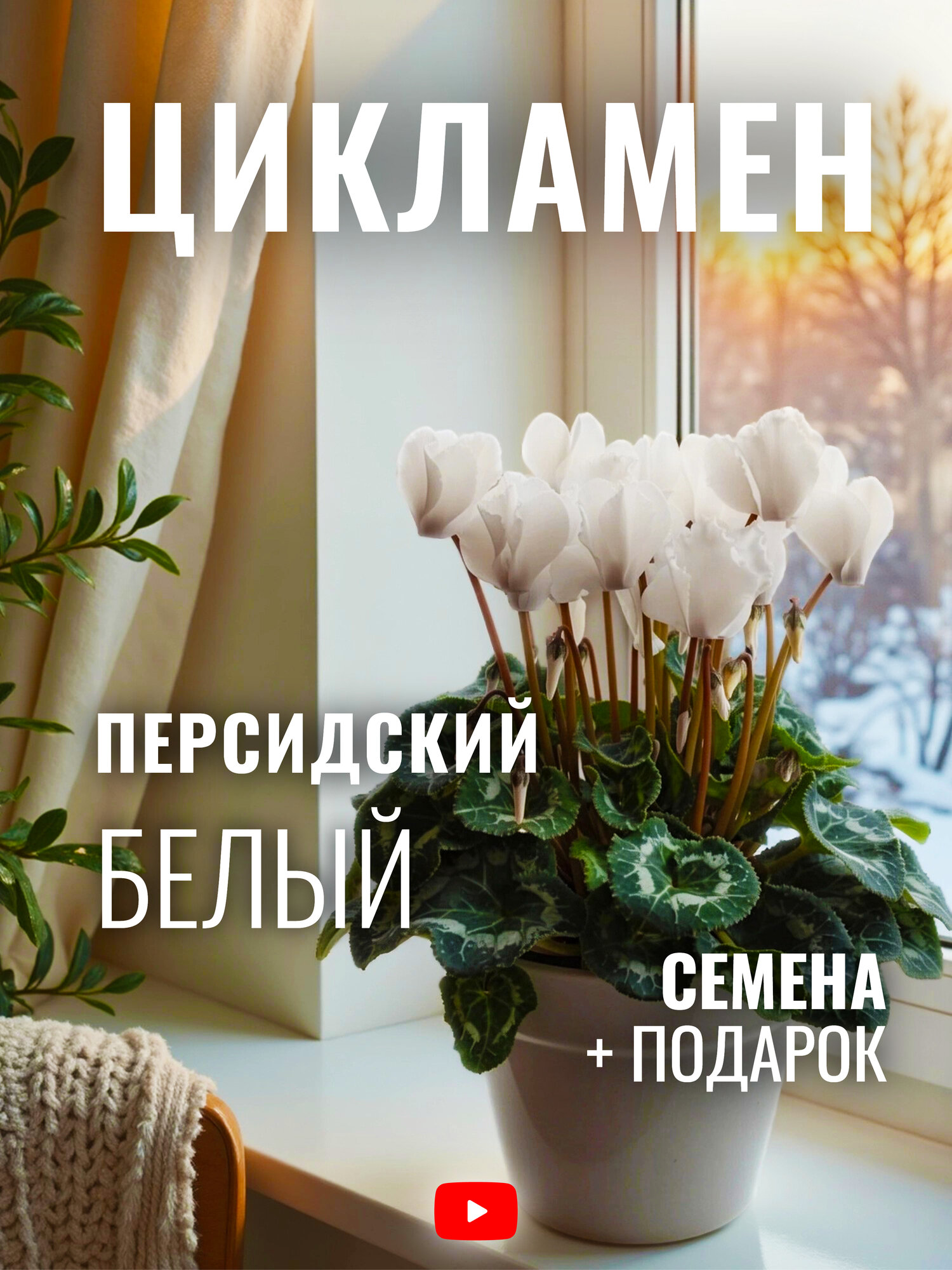 Цикламен персидский Белый, Семена, 5 шт, семена комнатных растений, семена цветов