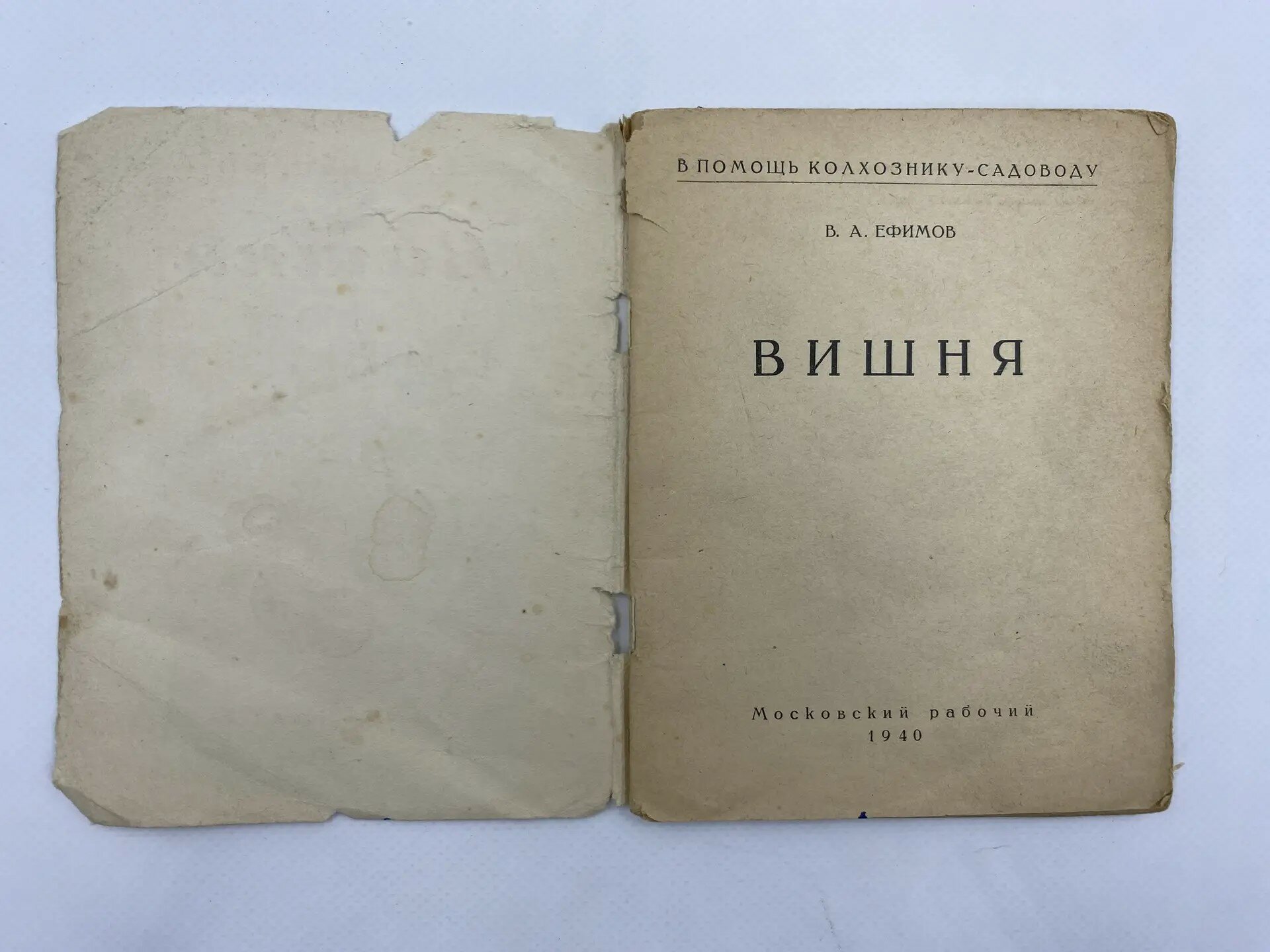 Вишня (1940 год) — фото 1